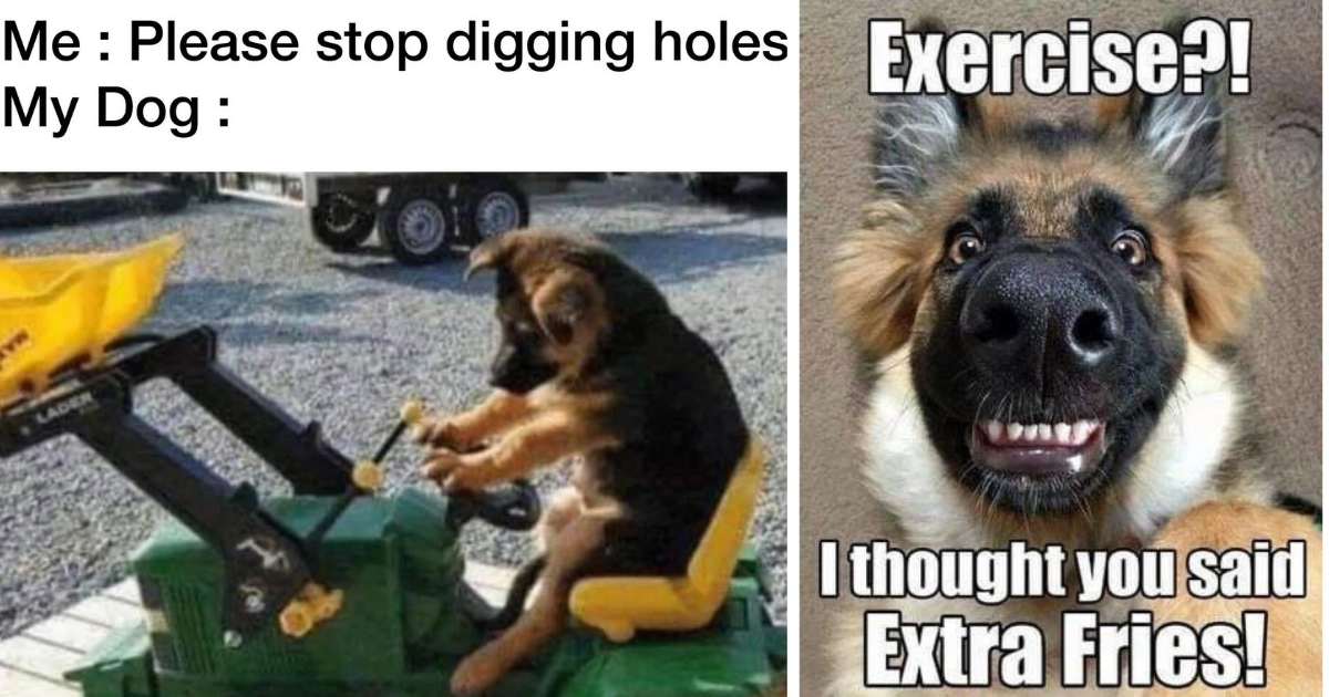 Wholesome German Shepherd Memes To Remind You That Scary Can Be Sweet ...