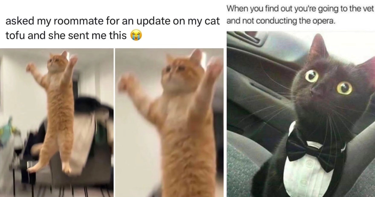 Hilarious Memes Of Cats Being Awkward Little Guys Living Their Best ...