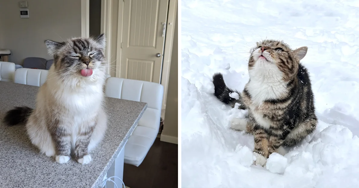 Tuesday Cat Cuteness Overload In The Form Of The Floofiest, Most ...