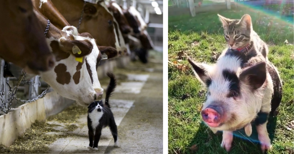 Farm Cat Friday: 20 Photos of Frolicking, Frisking Felines on Farms - I ...