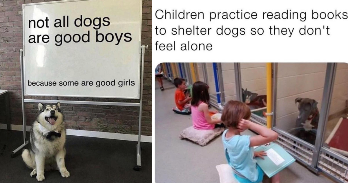 Heartwarming Doggo Memes For Your Wholesome Hump Day Mood Booster ...