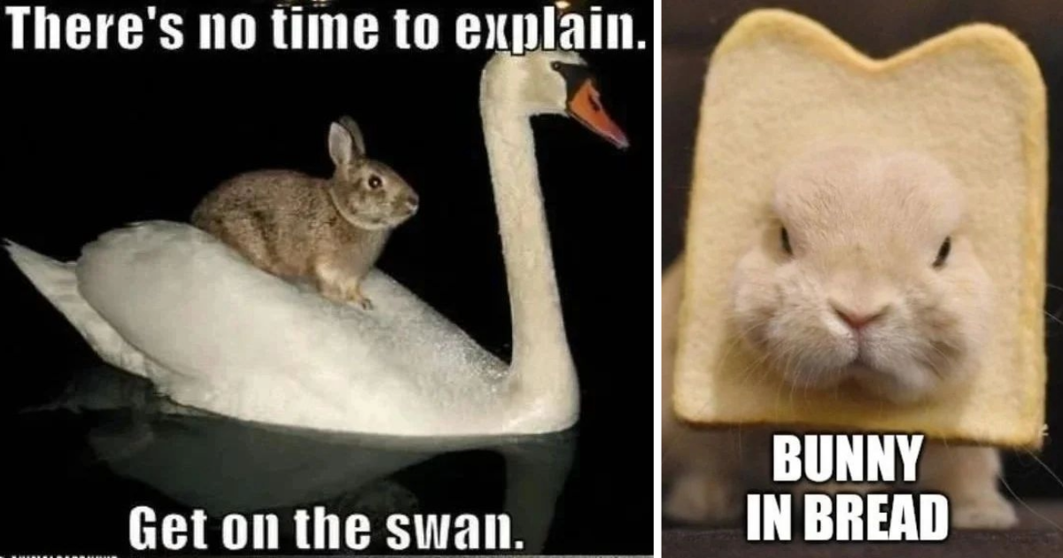 Sweet And Funny Bunny Memes and Photos to Get You Jumping For Joy ...