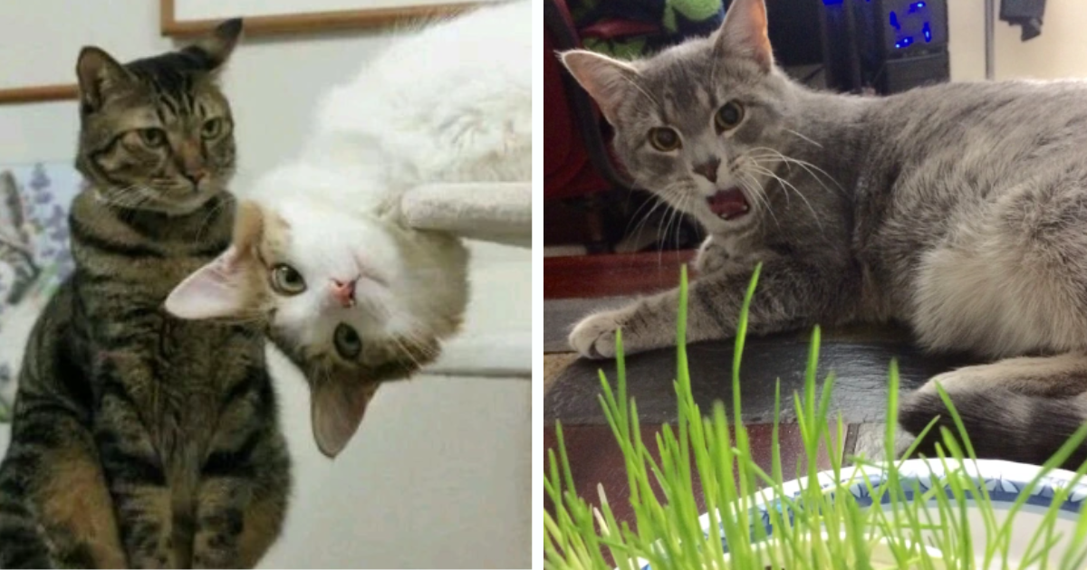 26 Cute Cats Caught Pulling Hissterically Funny Facial Expressions - I ...