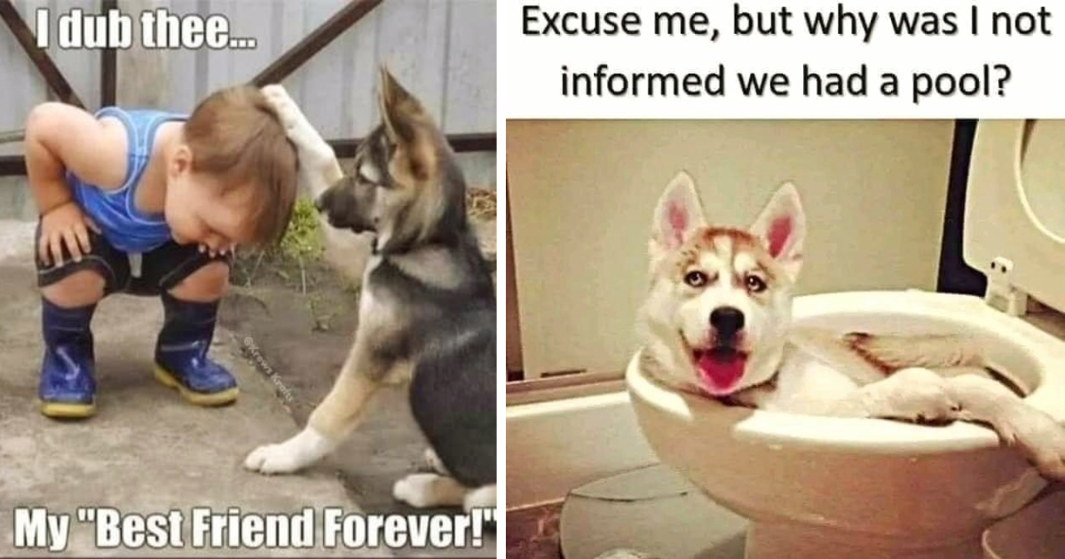 Pawdorable Dog Memes To Help You Shake Off The Thursday Grumpies ...