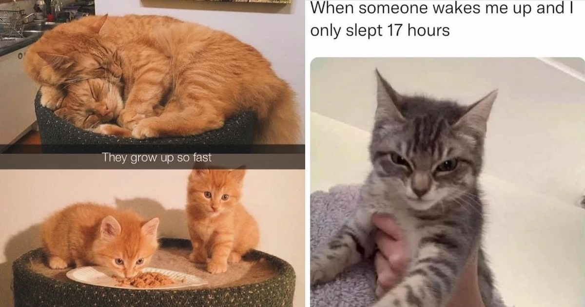 Dreamy Cat Memes To Help You Drift Off Into A Pleasant Procrastinating ...