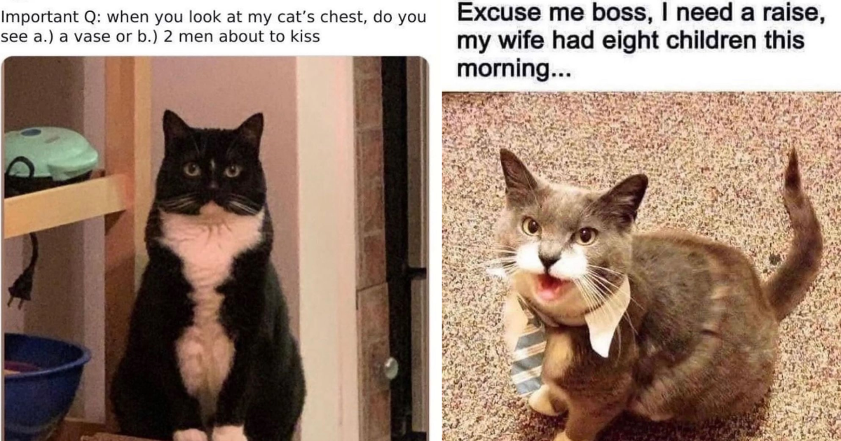 Feisty Feline Friday Memes To Get You Hyped For The Coming Weekend - I ...