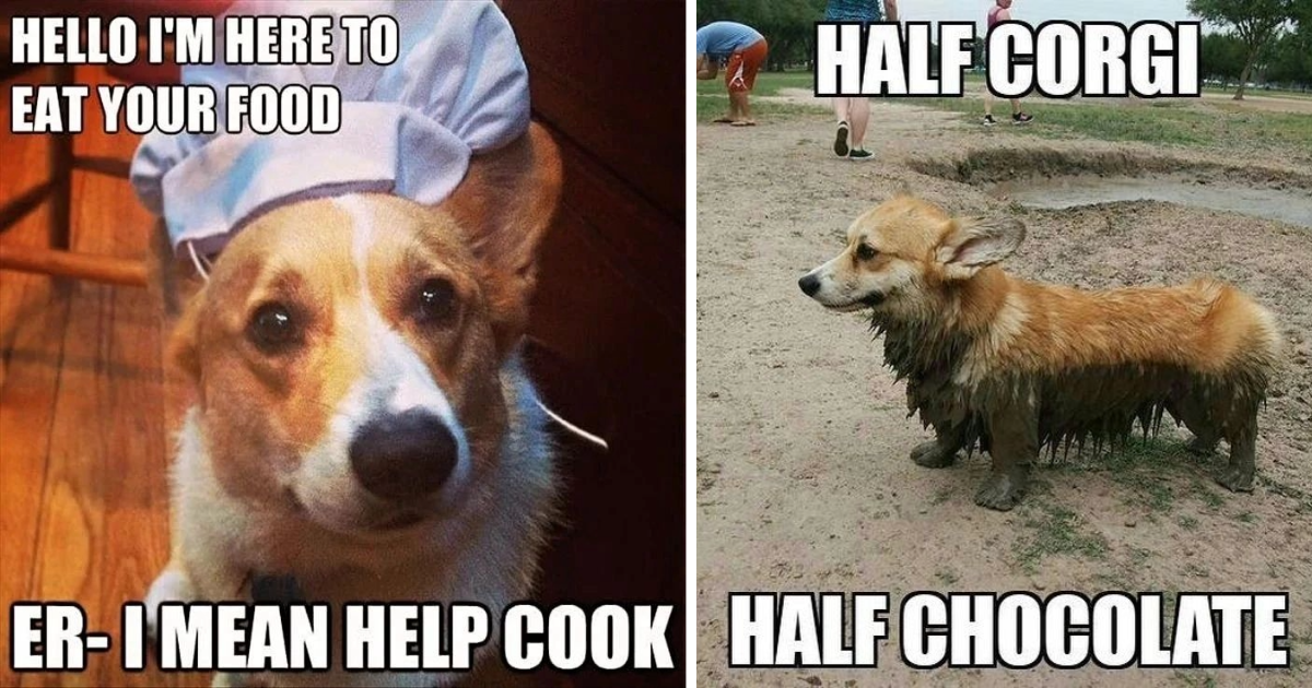 Heartwarming Memes To Make You Feel Like A Corgi Girl In A Corgi World ...