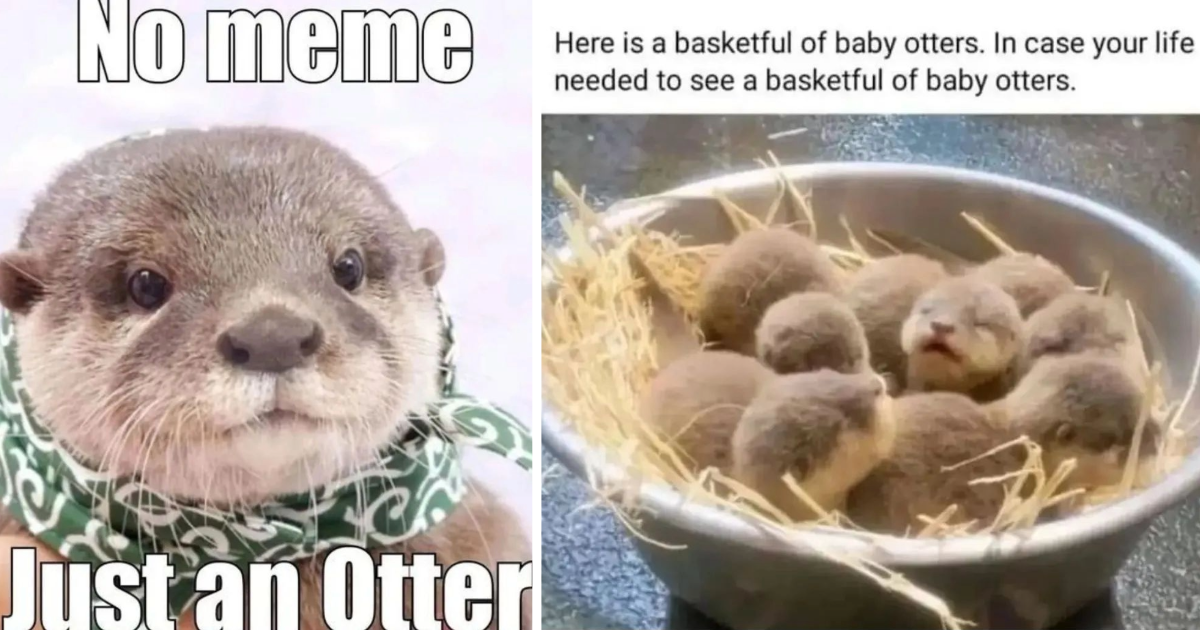 Sweet Otter Memes and Pics To Warm You On Your Saturday Scroll In The Park - Animal Comedy ...