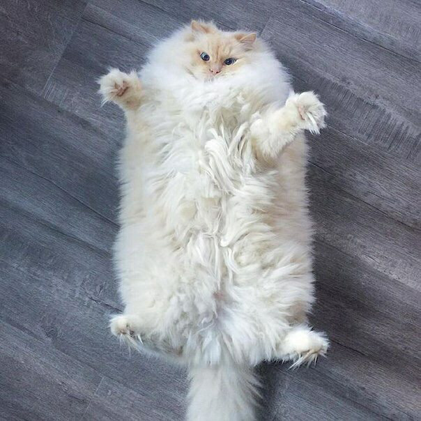 Fat Cats Caturday - I Can Has Cheezburger?