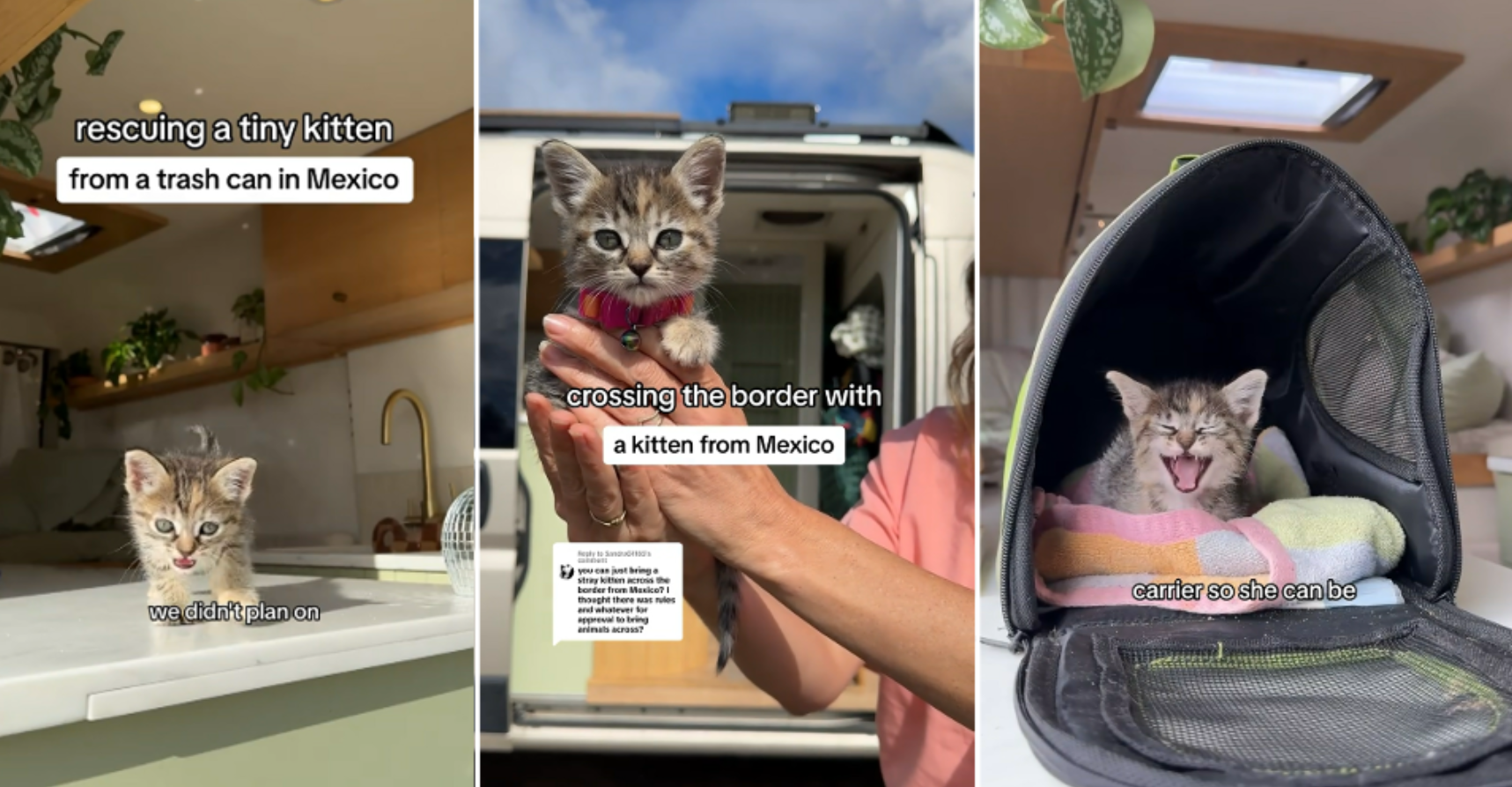 Heroic Couple Saves Tiny Kitten from Trash - I Can Has Cheezburger?