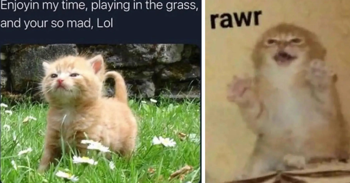 Calming Cat Memes For All You Angy Cattos Who Need To Relax - I Can Has ...