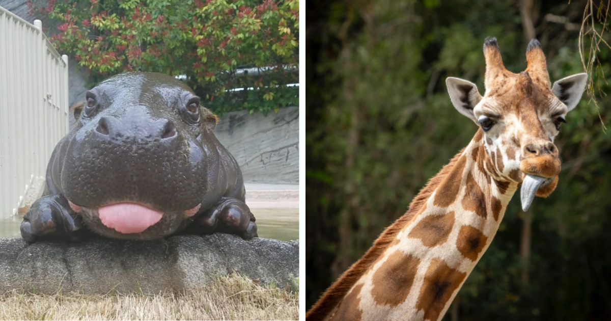 24 Cute Creatures Showing Off Their Playful Side With Their Tongues Out ...