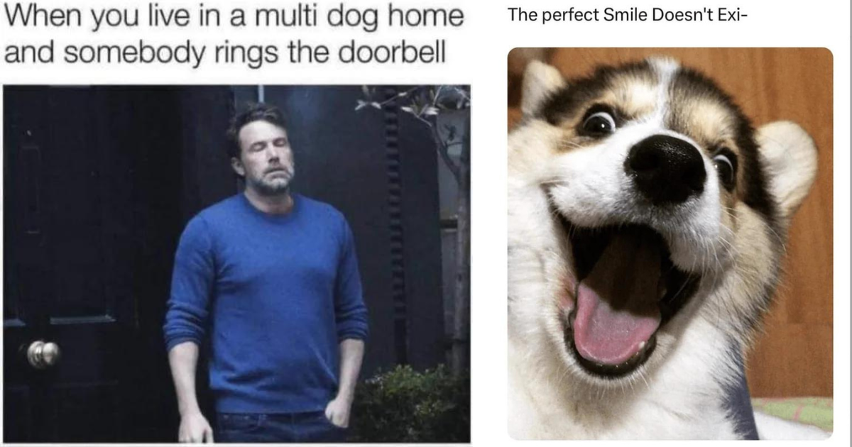Woof Woof, It’s 26 Dog Memes We Dug up From Around the Internet ...