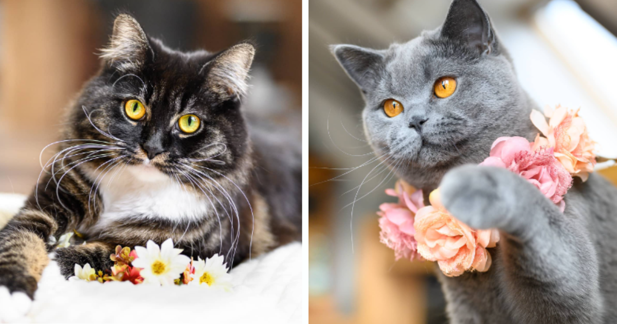Fancy Feline Friday With 26 Pretty Purring Cats Flaunting Fluffy Charm ...
