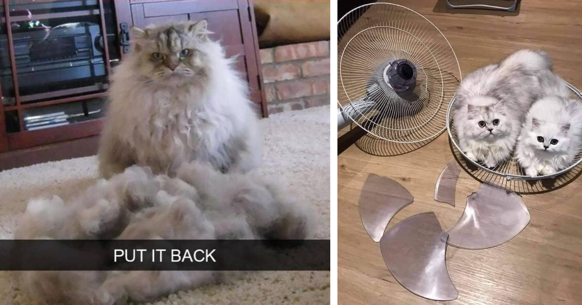 27 Purr-fectly Hilarious Cat Memes That Are The Cat's Meow - I Can Has ...