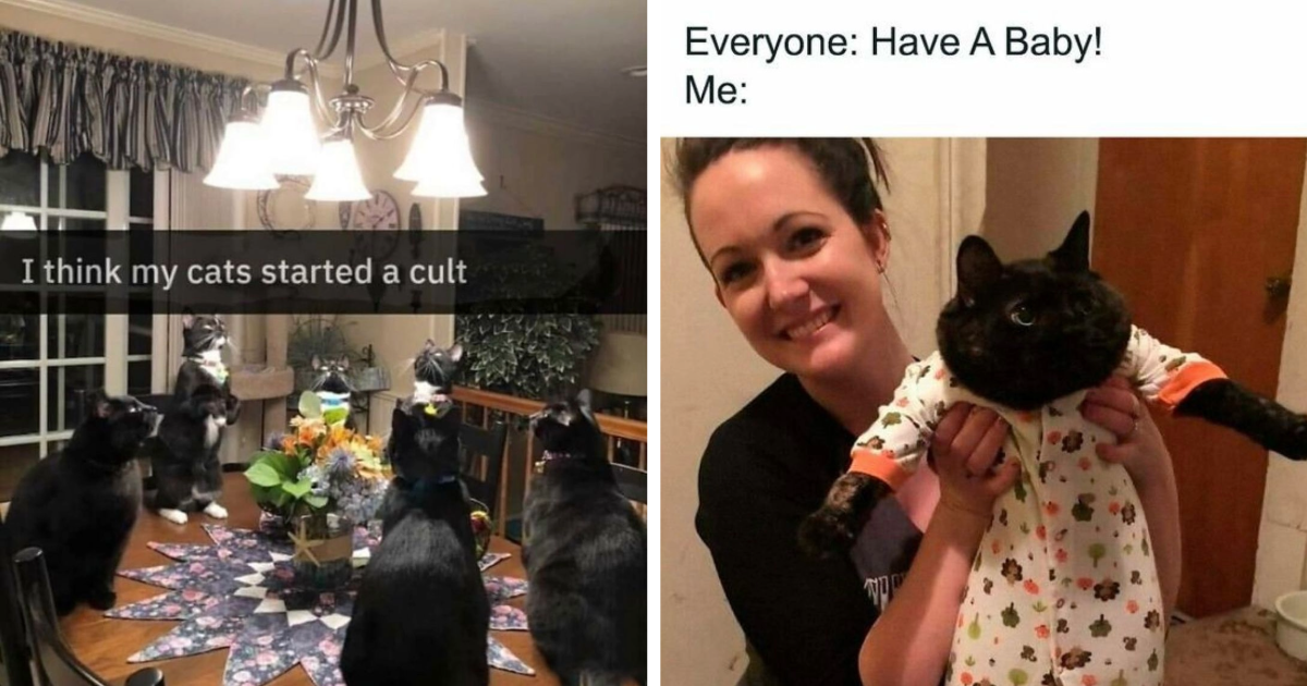 Funny Memes Of Cats Getting Rowdy During Their End Of Work Week ...