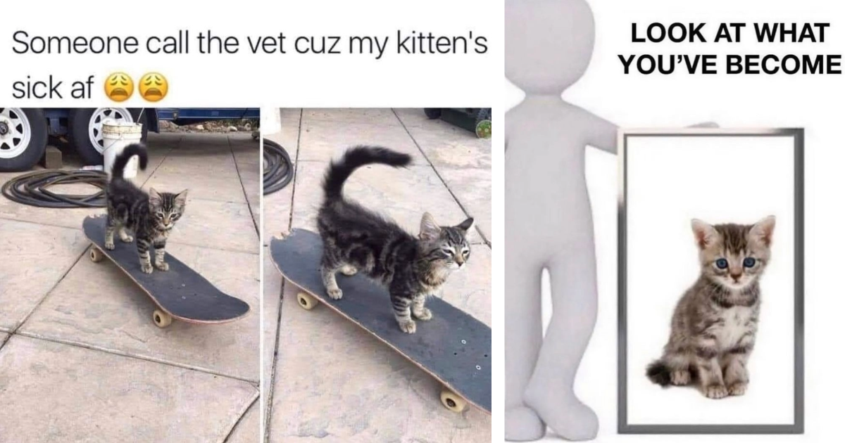 Weird And Wacky Cat Memes For All You Feline Loving Hoomans Celebrating ...