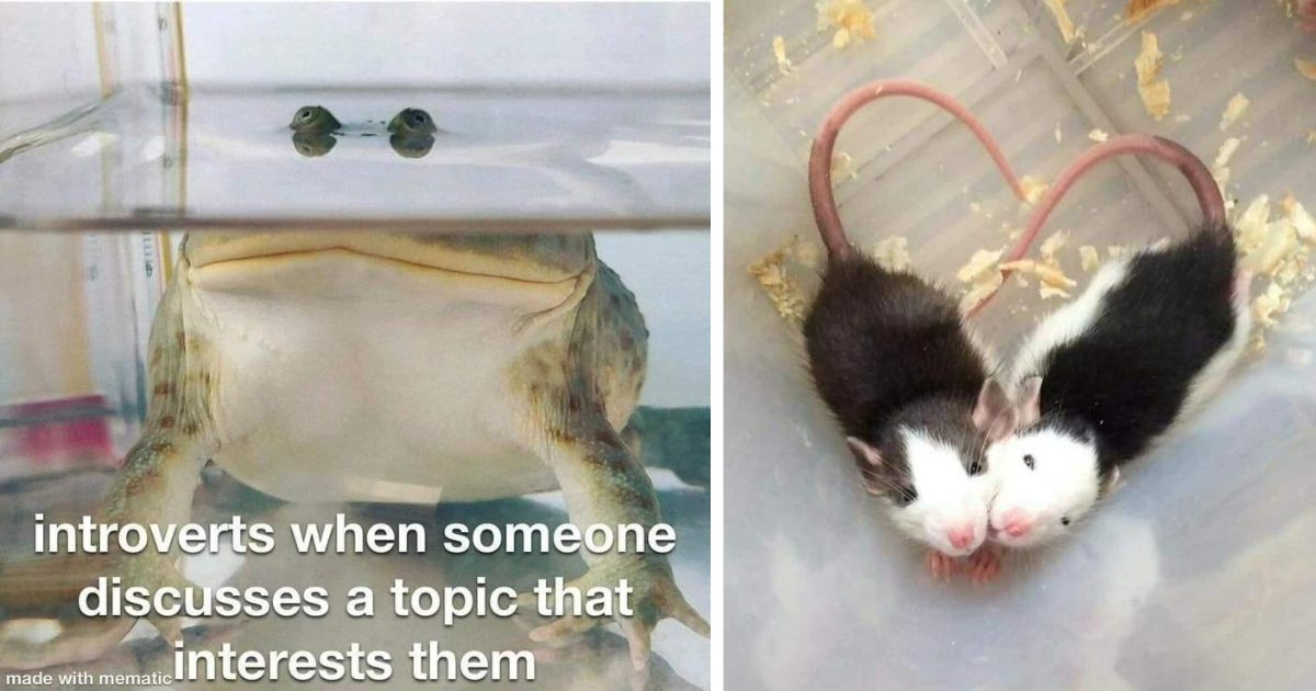 35 Random Animal Memes for Some Uncontrollable Wild Smiles - Animal ...