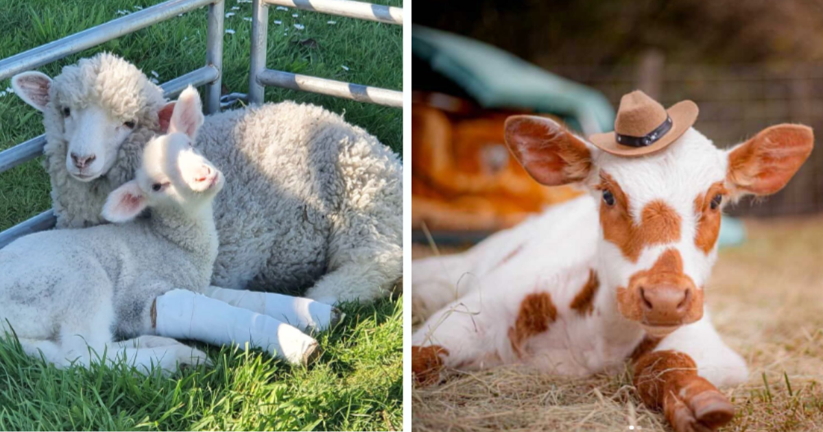 26 Furry Farmyard Friends Filling The Weekend With Awwdorable Amusement ...