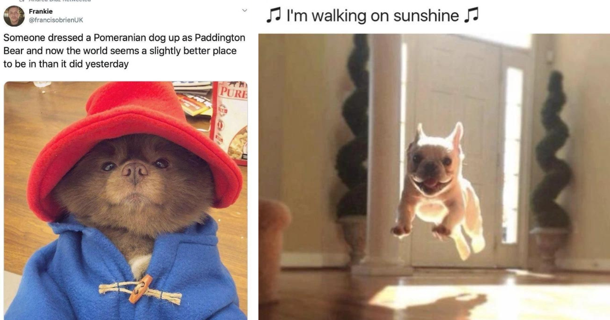 Woof Woof, It’s 40 Dog Memes We Dug up From Around the Internet ...