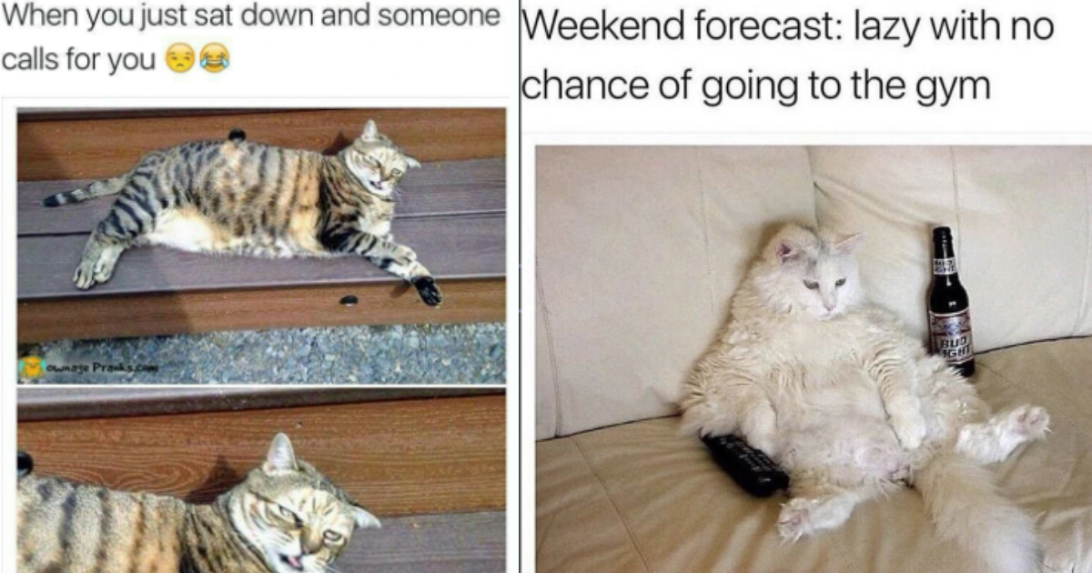 30 Purrfect Cat Memes For A Wonderful Weekend Of Wholesome Whiskered ...