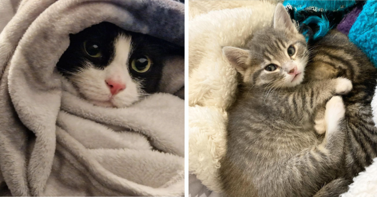 Caturday Comfort With 24 Cute Cozy Cuddly Cats Bringing Warmth To The ...