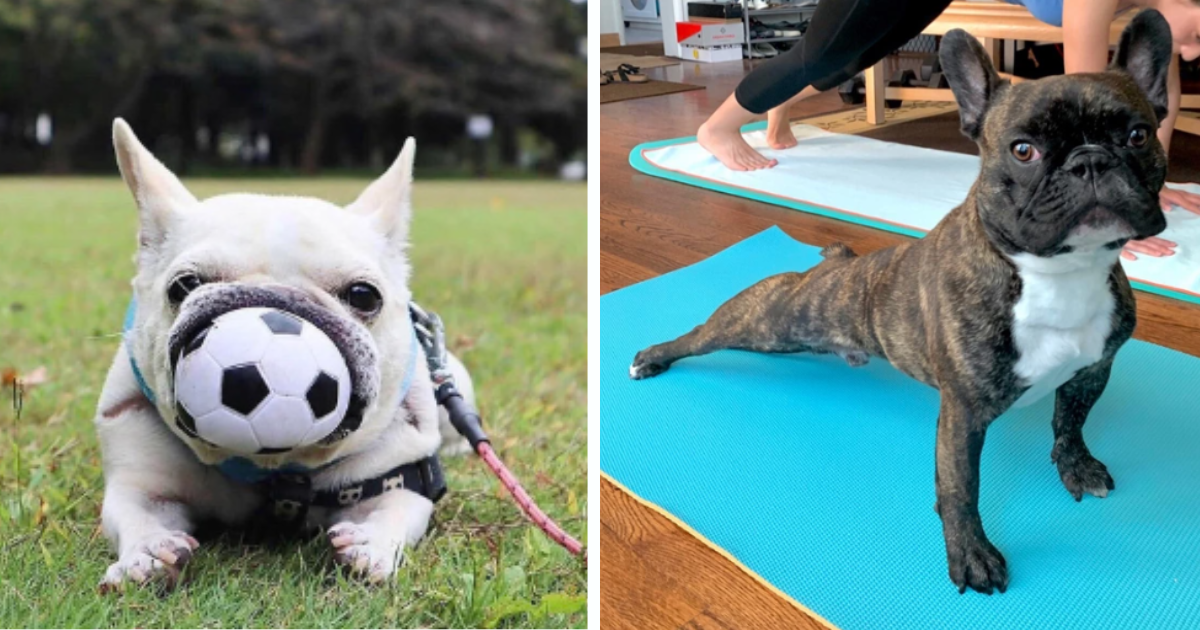 21 Delightful Dogs Bringing Pawsitively Playful Fun To The Weekend ...