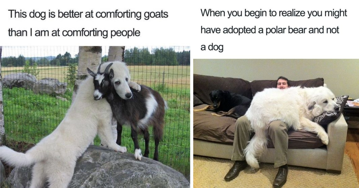 Innocent Memes Of Cuddly Dogs To Give You All The Canine Feels - Animal ...