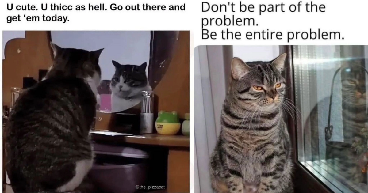 Hilarious Memes Of Cats Who Are In No Mood To Start Work Today - I Can ...