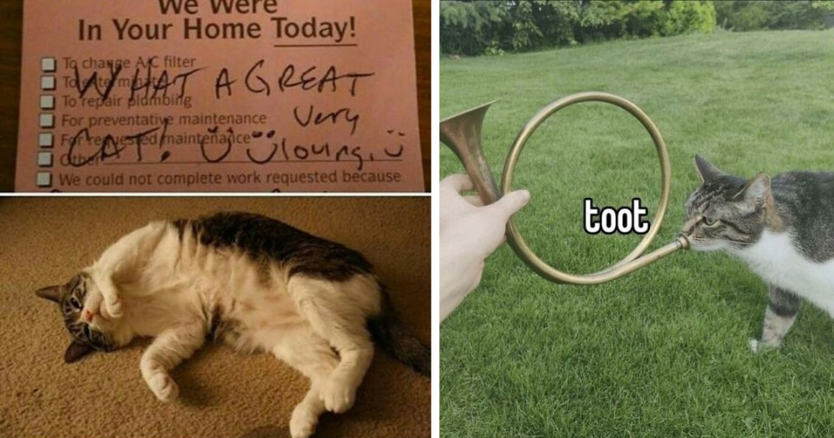Heartwarming Cat Memes To Give You A Soft Landing Into The Work Week ...