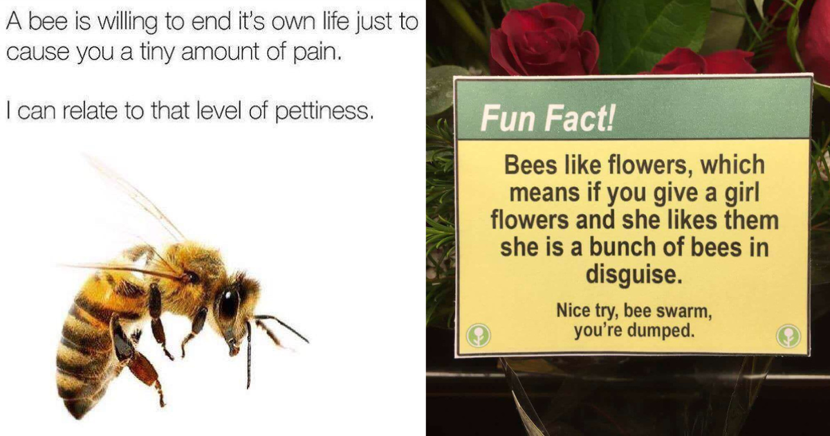 29 Unbeelievably Funny Bee Memes And Tweets That Are Good For Your ...