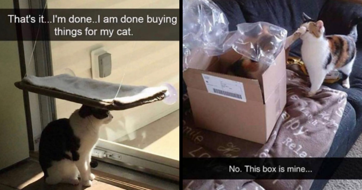 25 Cat Memes Filled With Furry Feline Fun For A Day Of Playful ...