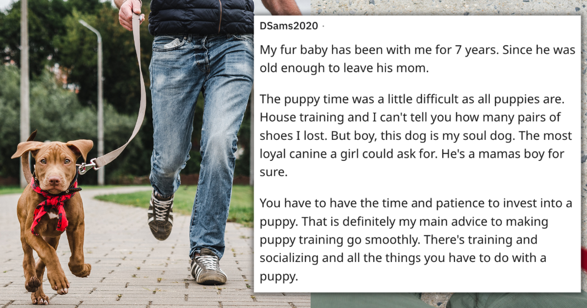 A Cheerful Collection Of 25 Heartwarming Puppy Stories For Potential ...