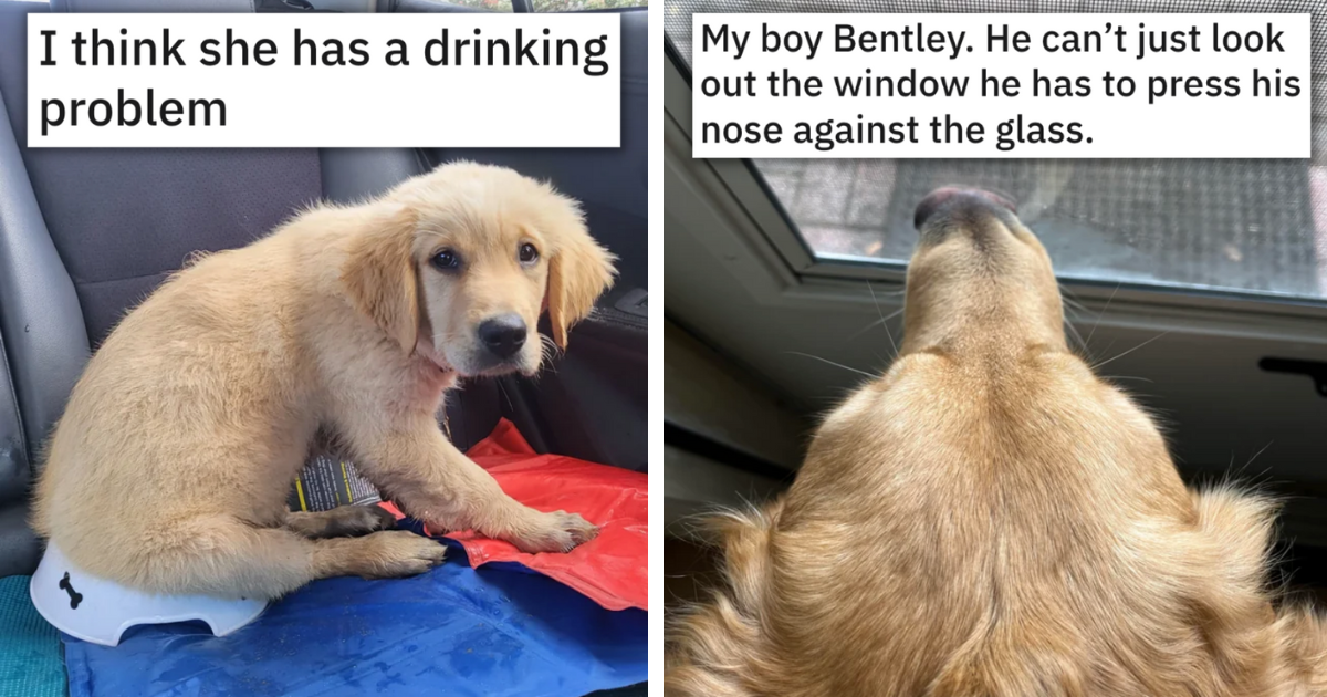 24 Goofball Golden Retrievers Doing What They Do Best - Being Goofy And ...