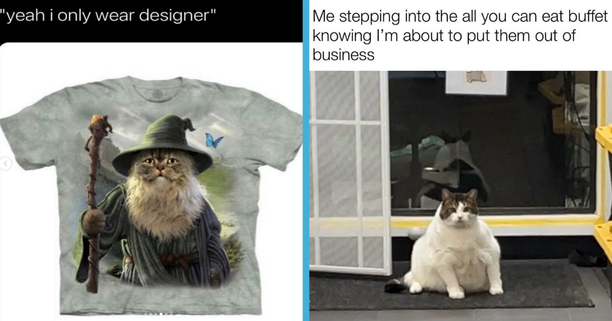 35+ Hissterical Cat Memes For All The Grumpy Cats Who Need A Fast ...