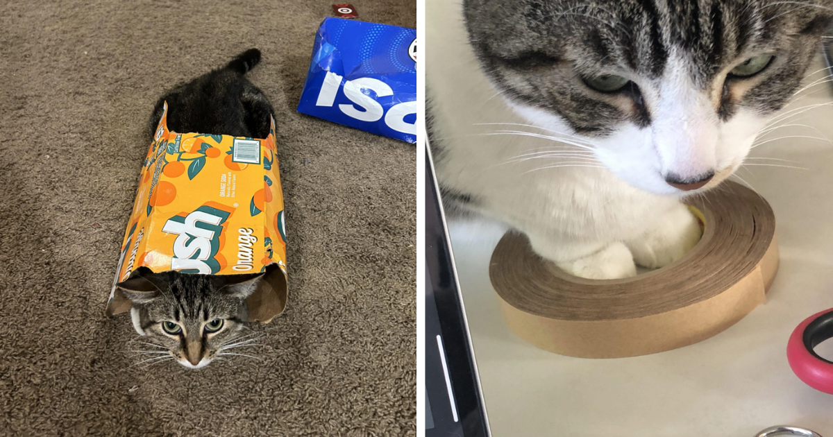 30 Feline Enthusiasts Share Their Favorite 'If I Sits, I Fits' Photos ...