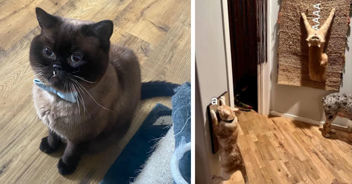 A Cute Kitty Carousel Of 36 'Go-To' Pics From Funny Feline Fanatics ...