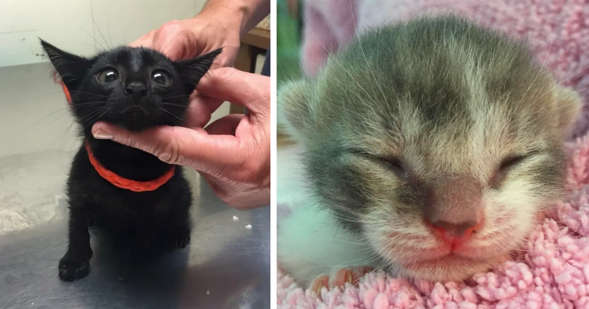 31 Kitten Pictures Of Pure Purrfection That Climb The Meowntain Of ...