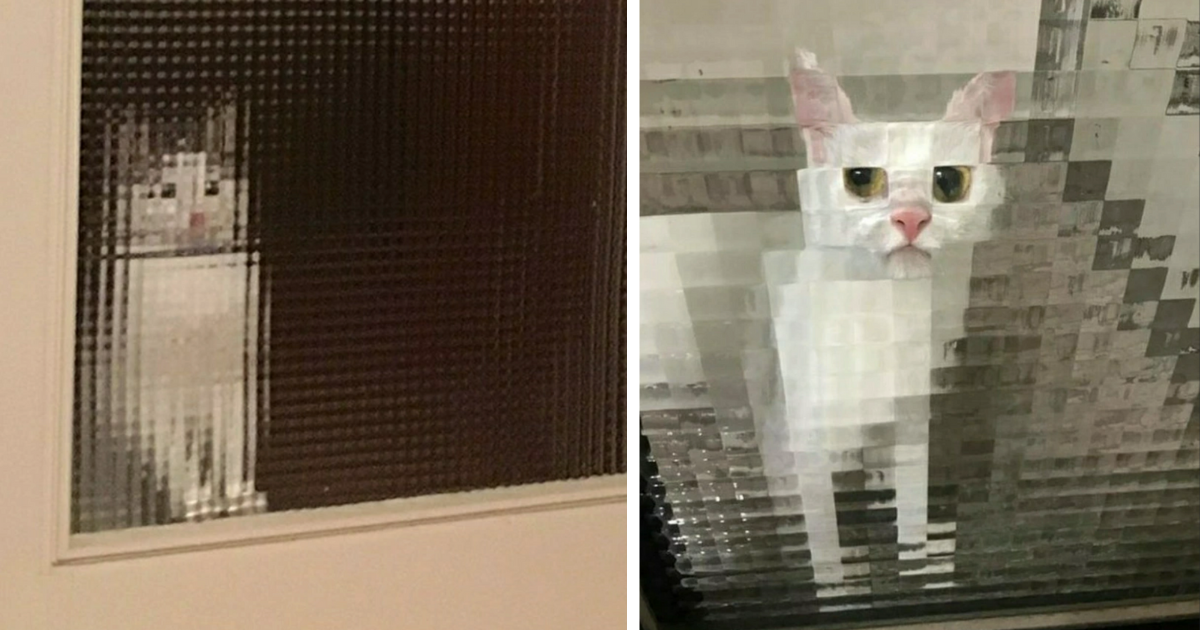 27 Optical Cat-astrophies Of Funny Felines Distorted By Glassy Giggles ...