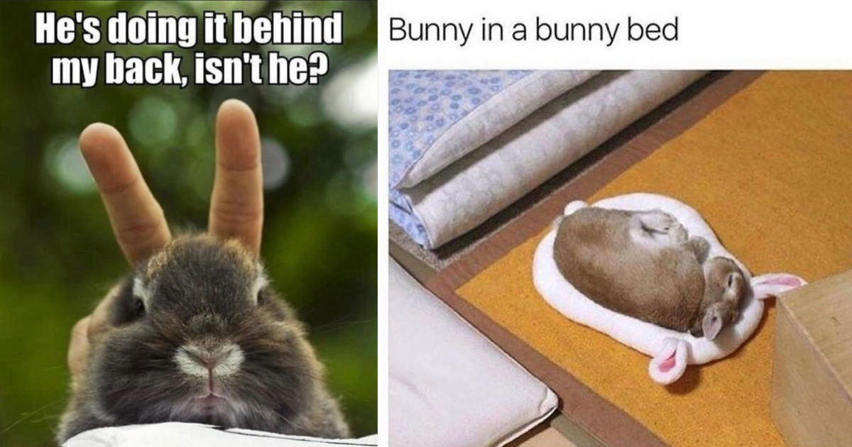 Elevate Your Day With These Incredibly Sweet Bunny Memes And Pics ...