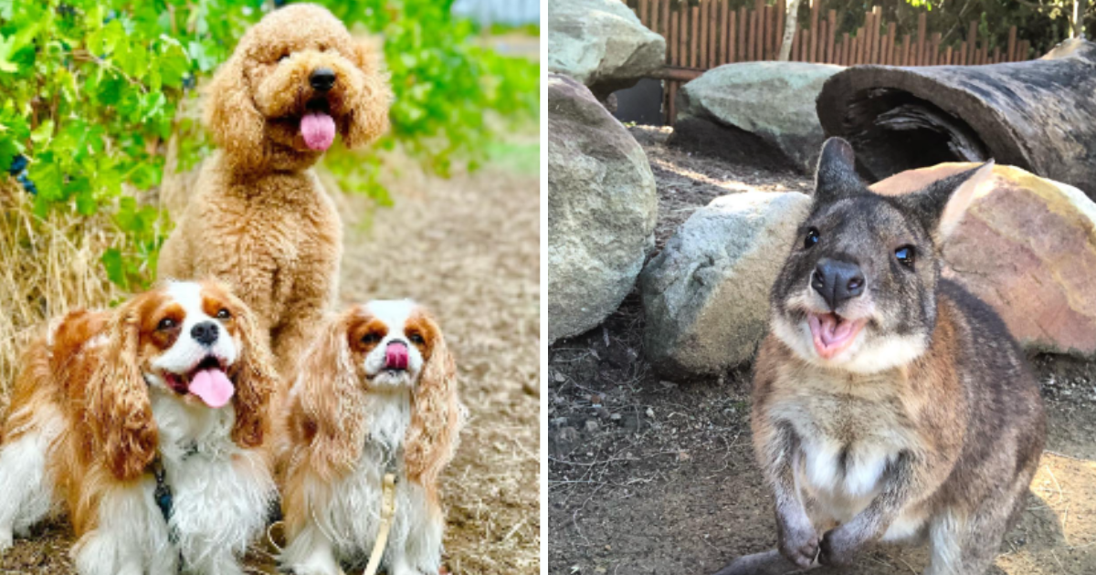 27 Happy Animals Flashing Smiles For A Day Of Fantastic Furry Fun ...