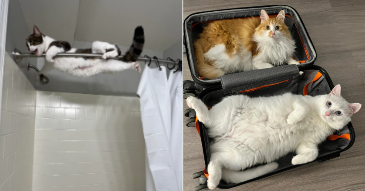 24 Cute Cats Mastering The Art Of Living Their Best Nine Lives - I Can ...