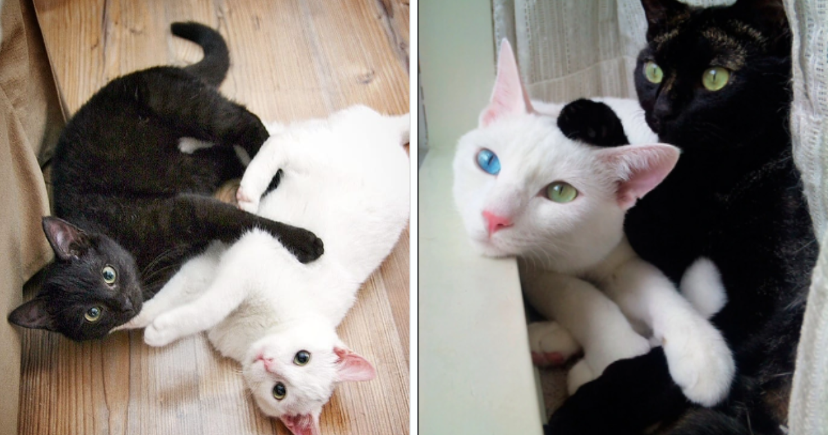 Purrfect Pairs: 23 Yin Yang Cats Mastering The Art Of Awwdorable ...