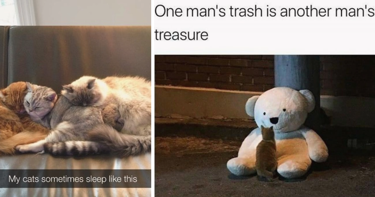 Cat Memes That Pull On Your Wholesome Hooman Heartstrings - I Can Has ...