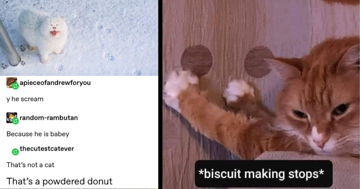 A Catnip Carnival Of 37 Funny Feline Pics And Memes To Scroll Through ...