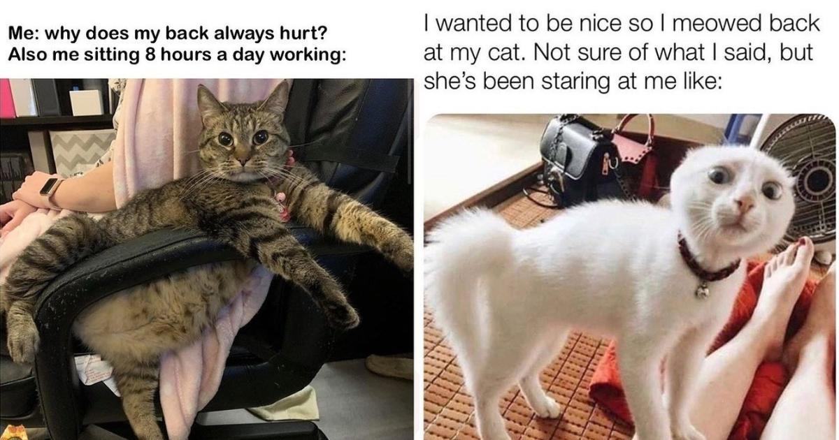 Funny Feline Memes To Round Out Your Week With A Fabulous Friday - I ...
