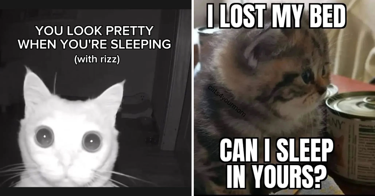 Romantic Cat Memes To Fill You With Rizz On This Flirty Friday - I Can ...