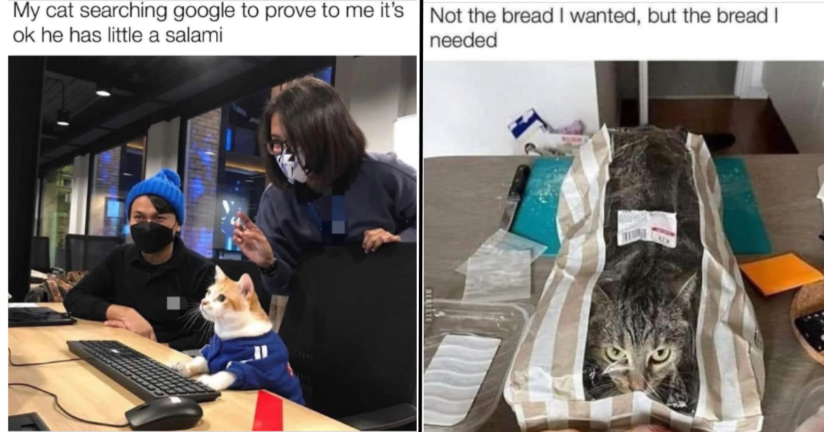 Wednesday Whisker Wonderland With 28 Cute Cat Memes For A Midweek ...