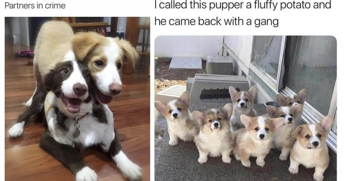 Woof Woof, It’s 26 Dog Memes We Dug up From Around the Internet ...