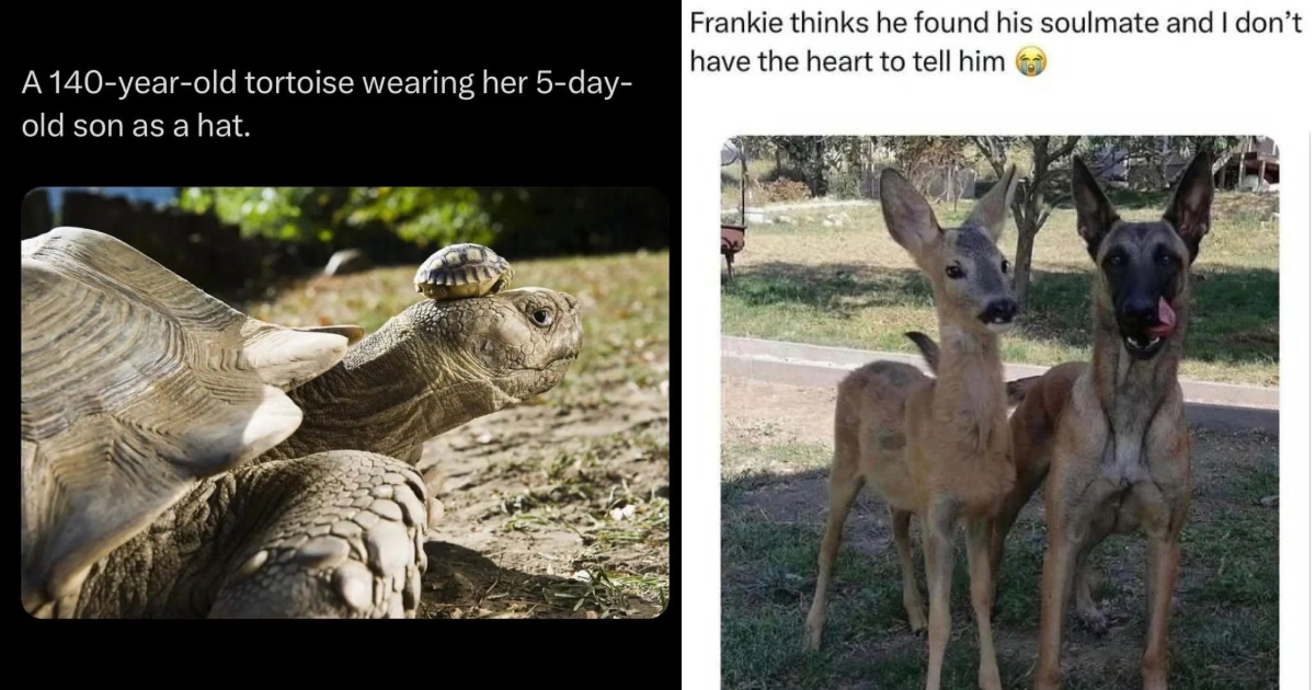 Furriously Funny Friday Memes From The Animal Kingdom To Get You Ready ...